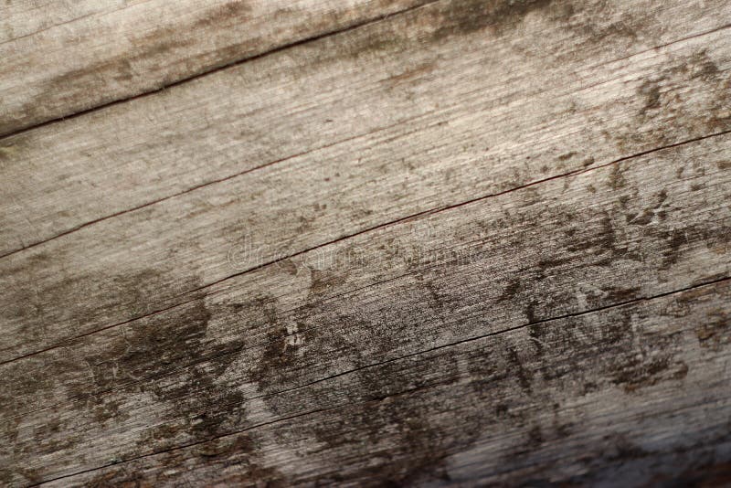 A Tree without Bark. Texture. Wood Stock Photo - Image of material ...