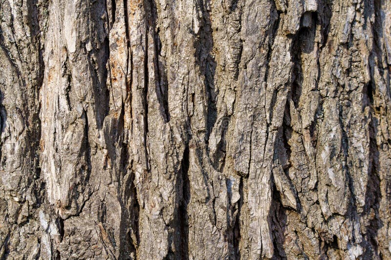 Textured Tree Bark Close-up with Natural Pattern and Full Frame View ...