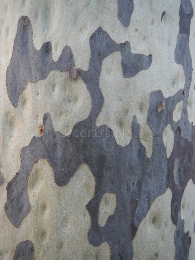 Tree Bark Textured Pattern Background Stock Image - Image of graphic ...
