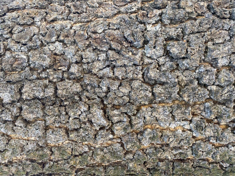 Tree Bark Textures stock photo. Image of fine, natural - 243168232