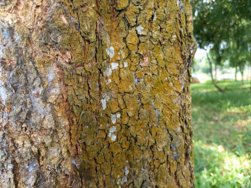 Tree Bark Textures in the Forest. Nature Texture Stock Photo - Image of ...