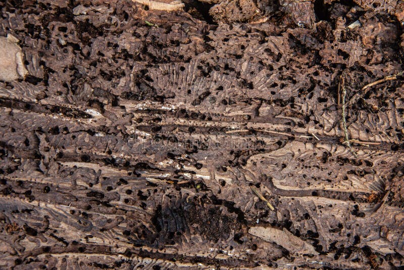 Tree Bark with Traces of Bark Beetle Feeding Stock Photo - Image of ...