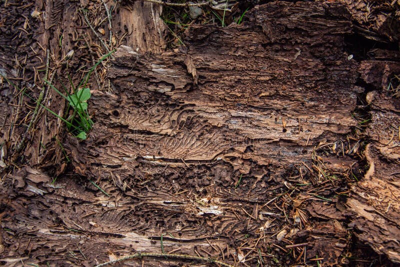 Tree Bark with Traces of Bark Beetle Feeding Stock Image - Image of ...
