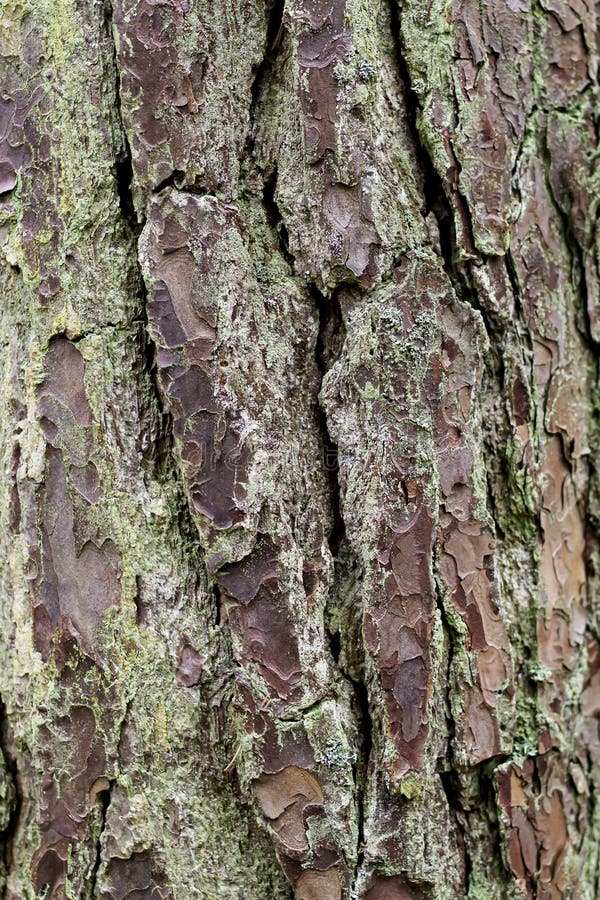 Tree Bark. Tree Bark Background with Moss Stock Image - Image of green, beautiful: 214979593