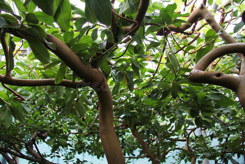 Tree without bark stock image. Image of trees, green - 138202747