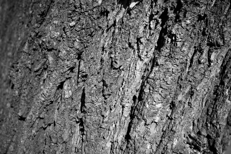Tree Bark Trunk in Detail Background Stock Image - Image of ...
