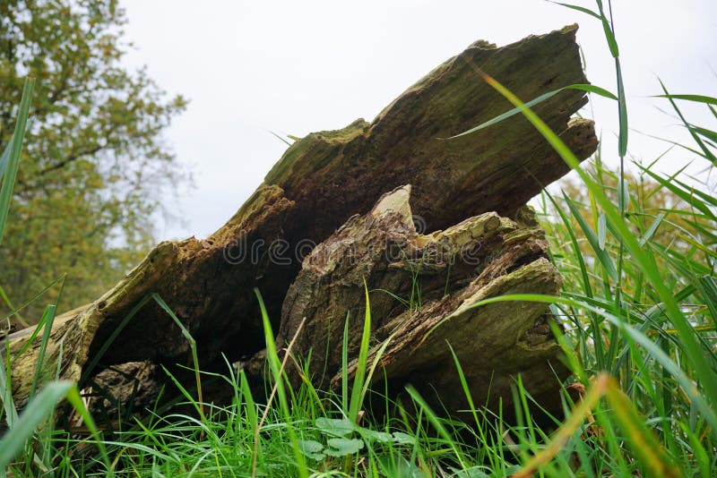 Tree Bark, Trunk Fallen Over by the Wind. Blown Over in the Autumn ...