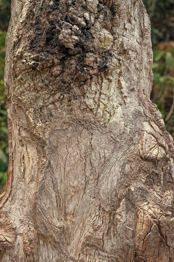 Tree Bark and Trunk. Tree Bark Texture. Tree Bark Grey Color Stock ...