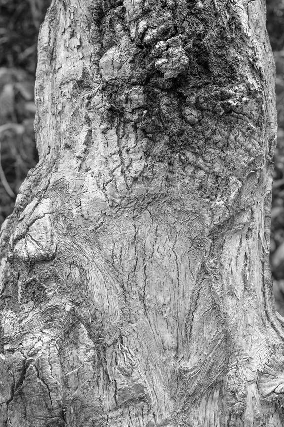 Tree Bark and Trunk. Tree Bark Texture. Tree Bark Grey Color Stock ...