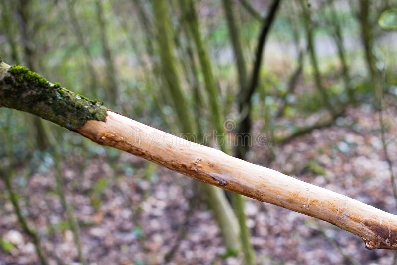 Tree Bark Missing from Branch Up Close Macro View Stock Photo - Image ...