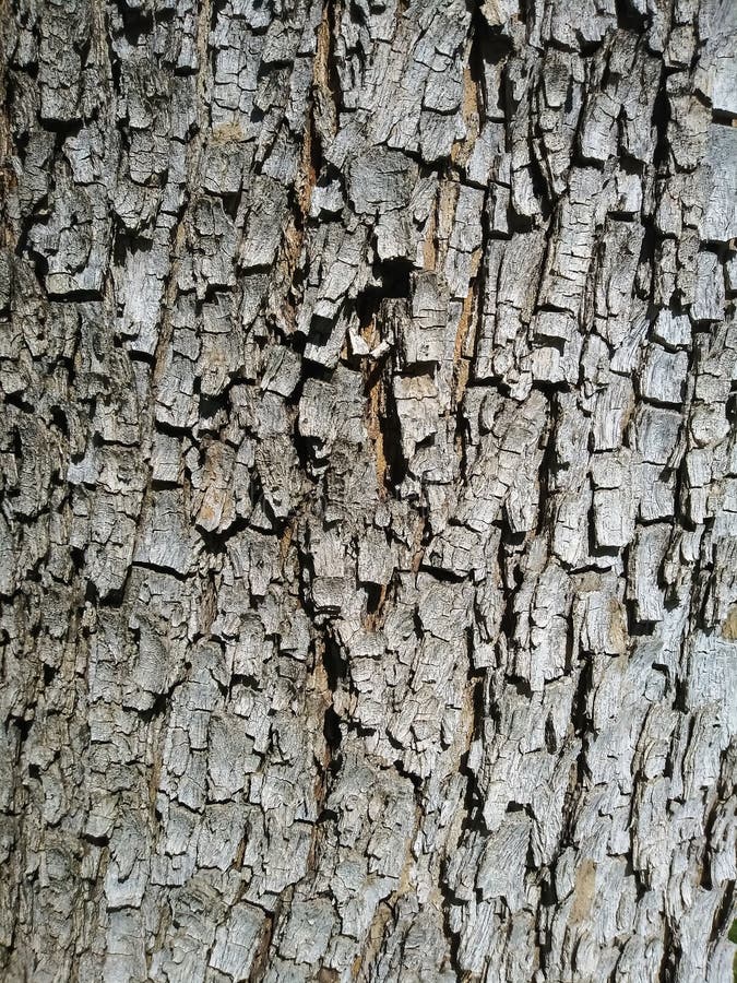 Tree Bark Up Close Macro Vertical Stock Image - Image of spring ...