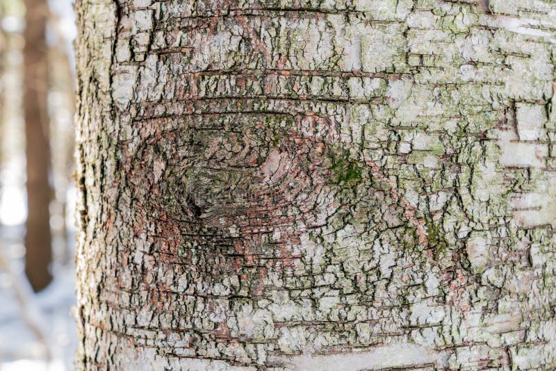 Tree bark up close winter stock photo. Image of white - 241727376