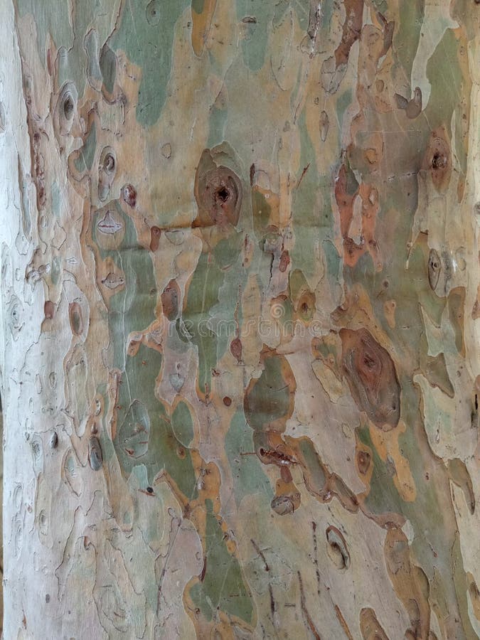 Tree bark various colors stock image. Image of colors - 248610215