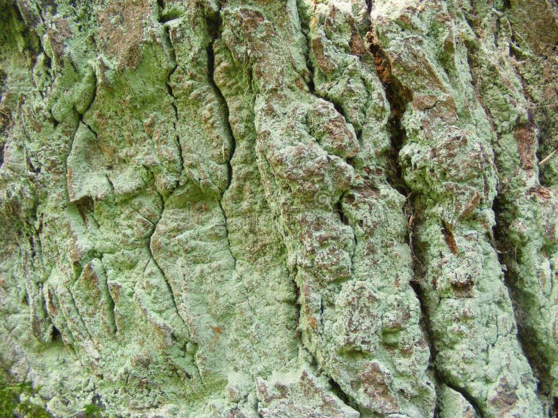 Texture of Tree Bark, Very Old Oak with Green Moss. Stock Image - Image ...