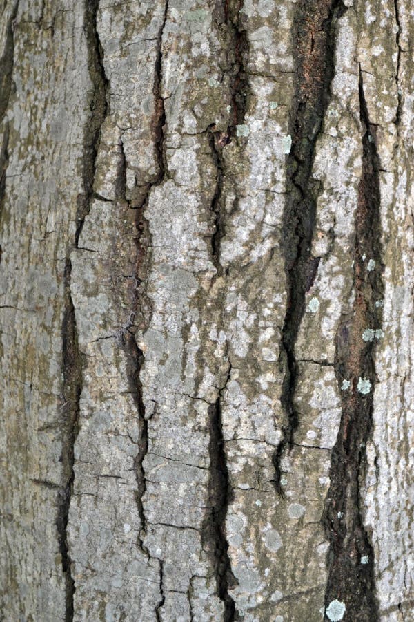 TREE BARK stock photo. Image of outer, trunk, covering - 79628756