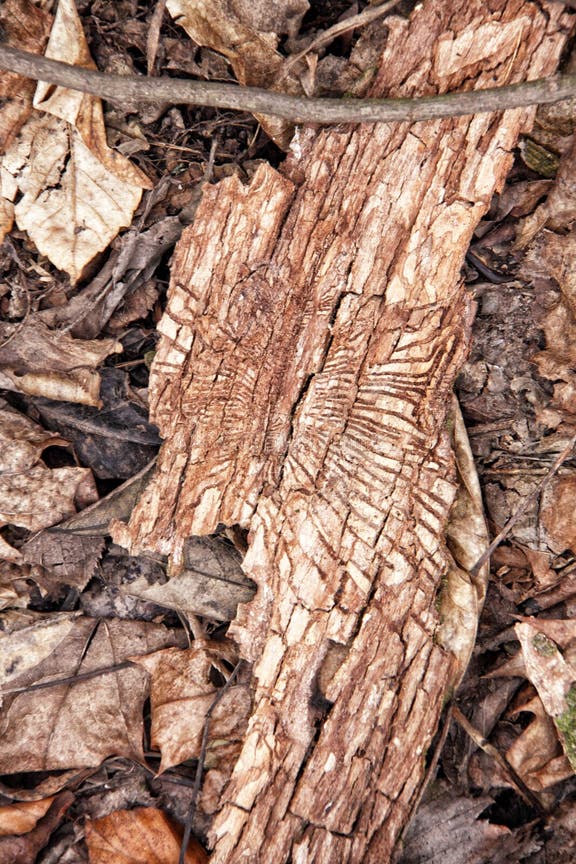 Tree Bark with the Ways of Wood-worm Stock Photo - Image of detail ...