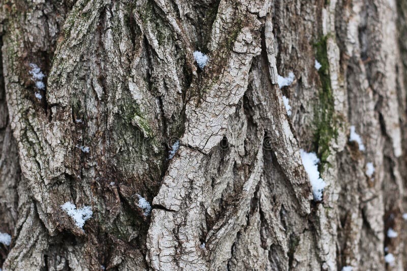 Tree bark winter stock photo. Image of barks, flaked - 79515064
