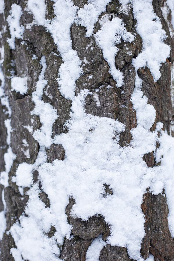 Tree Bark in the Winter Season Stock Image - Image of effect, bark ...