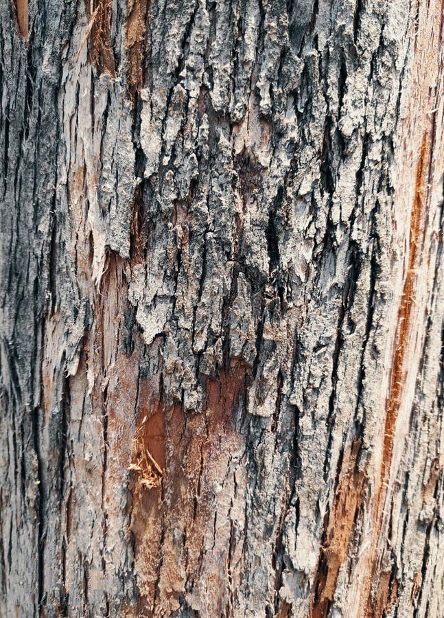 Tree bark during winter stock photo. Image of bark, winter - 166768242