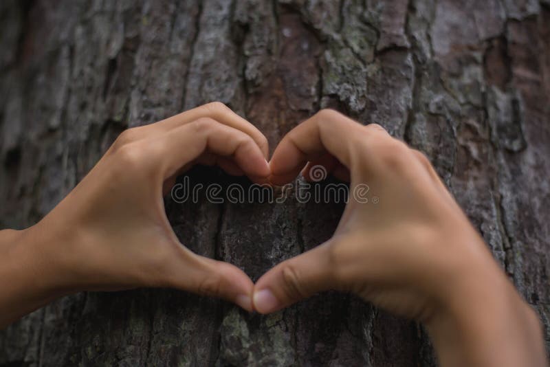 Tree Bark with Woman Hand on it Stock Photo - Image of caucasian, tree ...