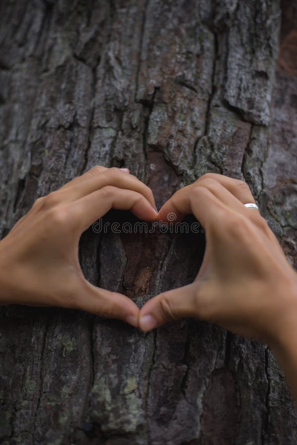Tree Bark with Woman Hand on it Stock Photo - Image of tourism, people ...