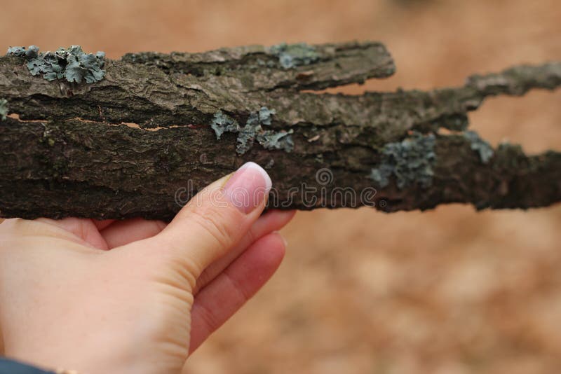 Tree Bark in a Woman`s Hand Stock Photo - Image of protection, autumn ...