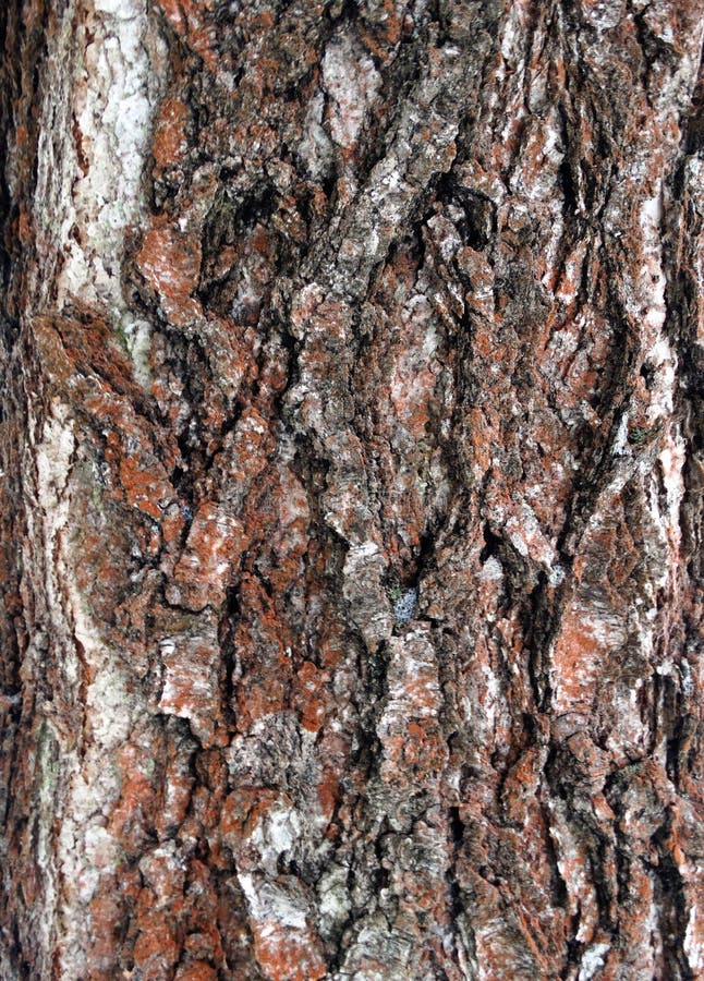 Tree Bark Wood Pattern Texture Background Stock Image - Image of wooden ...