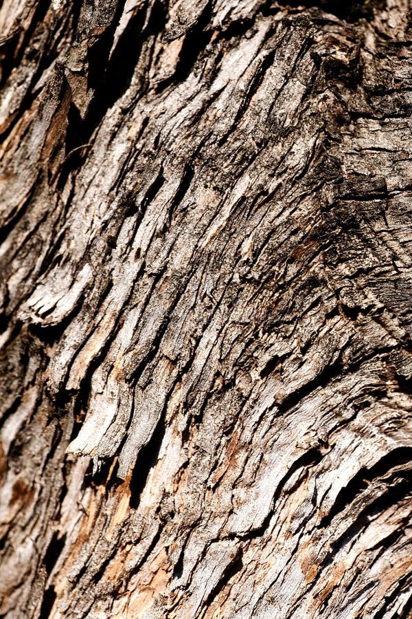 Tree bark. Wood texture stock image. Image of wood, rust - 29536255