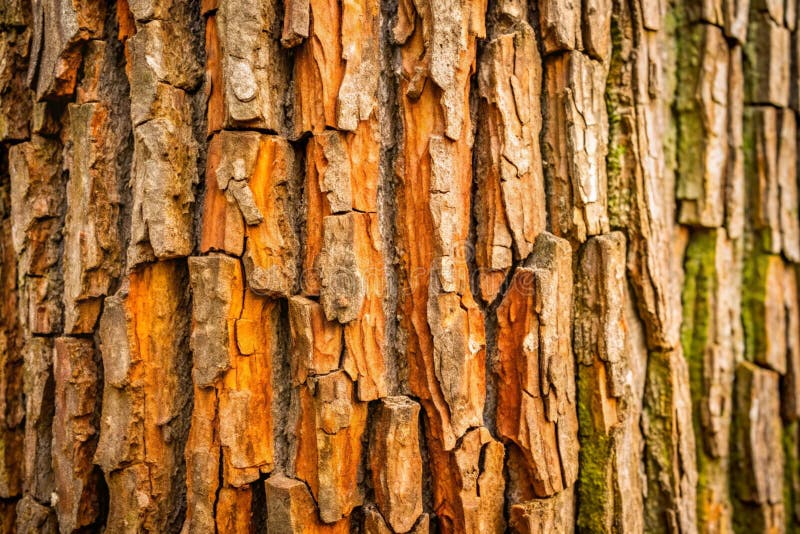 Tree Bark Wood Texture stock illustration. Illustration of natural ...