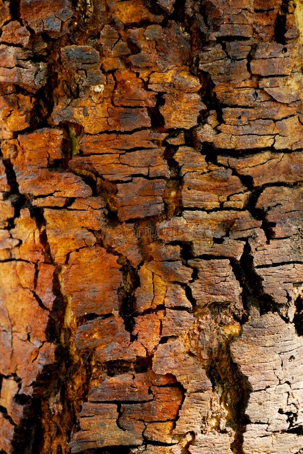 Tree Bark Wood Texture Abstract Background Stock Image - Image of dirty ...