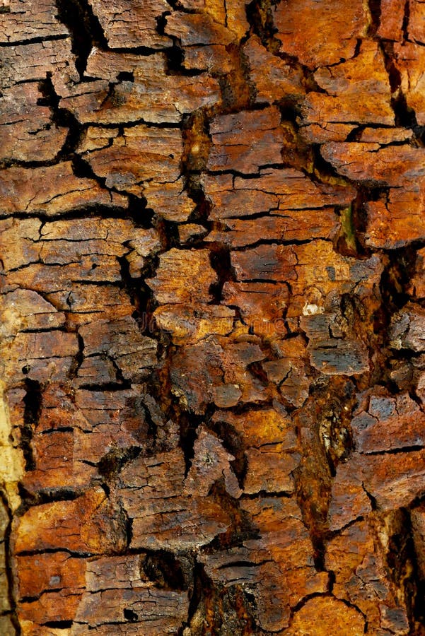 Tree Bark Wood Texture Abstract Background Stock Image - Image of ...