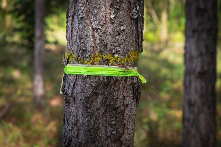 Tree Bark Wrapped in Green Plastic Stock Photo - Image of environmental ...