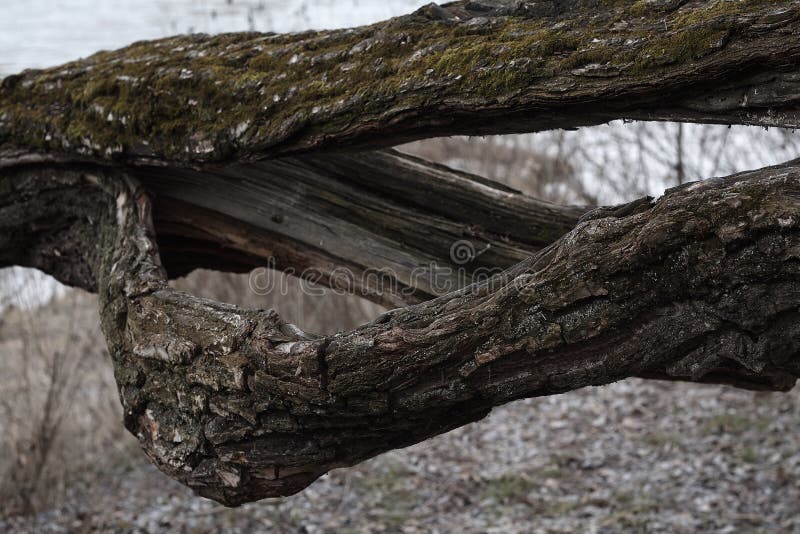 Tree Bark with Yellow and Green Moss in Spring Time Close-upclose-up of ...