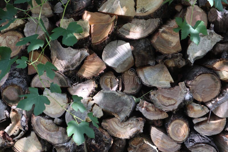 Tree barks stock image. Image of tree, green, leaves - 268345937