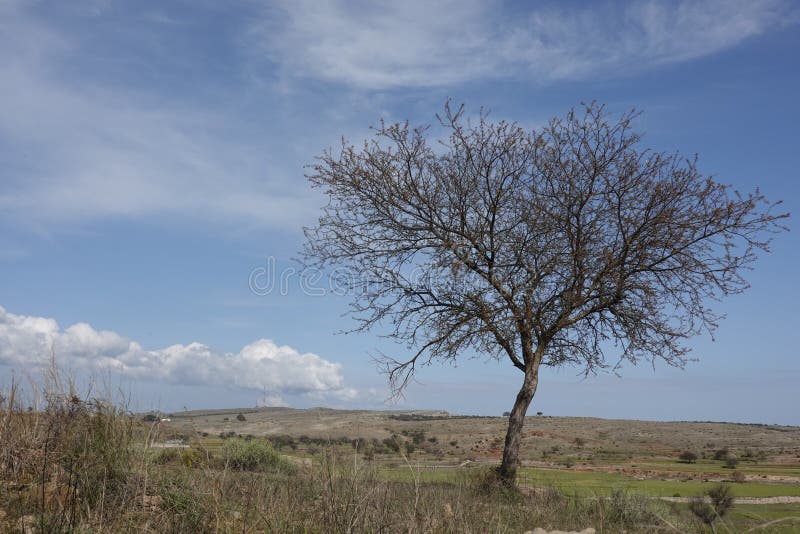 Tree on a barren land stock photo. Image of flower, grass - 183017084