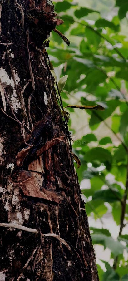 Tree in Barru Sulawesi Selatan, Indonesia Stock Photo - Image of ...