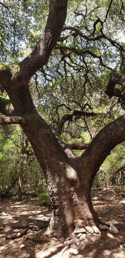 Tree Barton Creek Trail Austin Texas Stock Photo - Image of trail ...