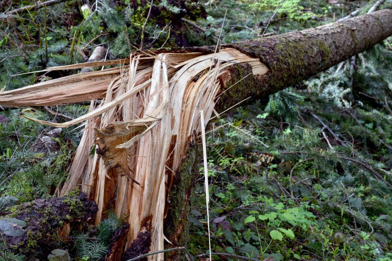 Tree Fallen Down stock image. Image of damage, plant - 111521299