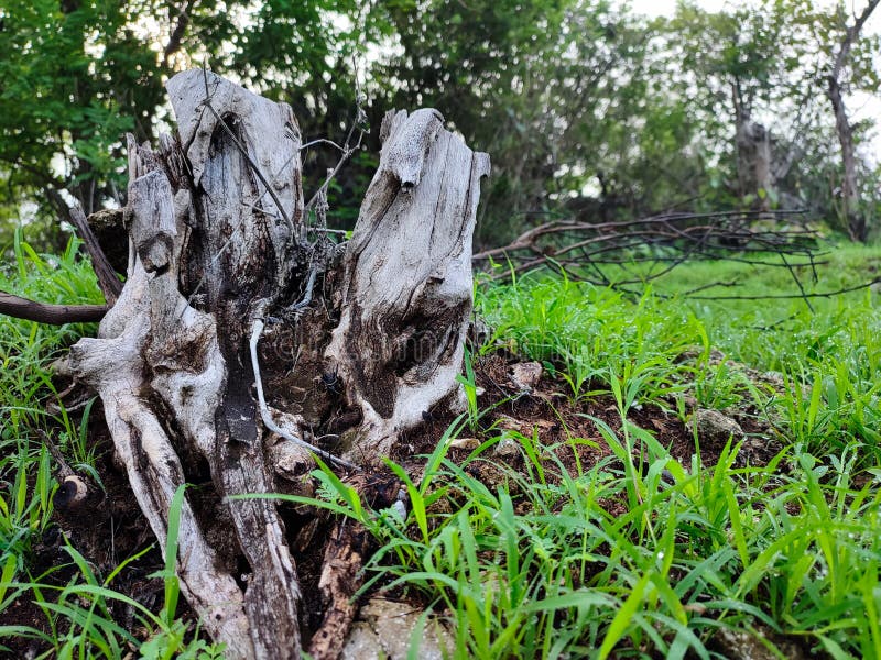 A Tree Base that Has Dried Out and Burned Stock Photo - Image of ...