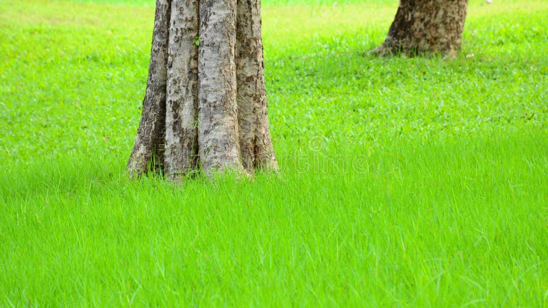 Tree base in the park. stock image. Image of ground - 155526479