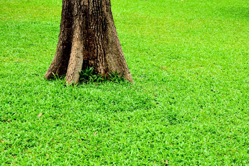 Tree base in the park. stock photo. Image of landscape - 167780380
