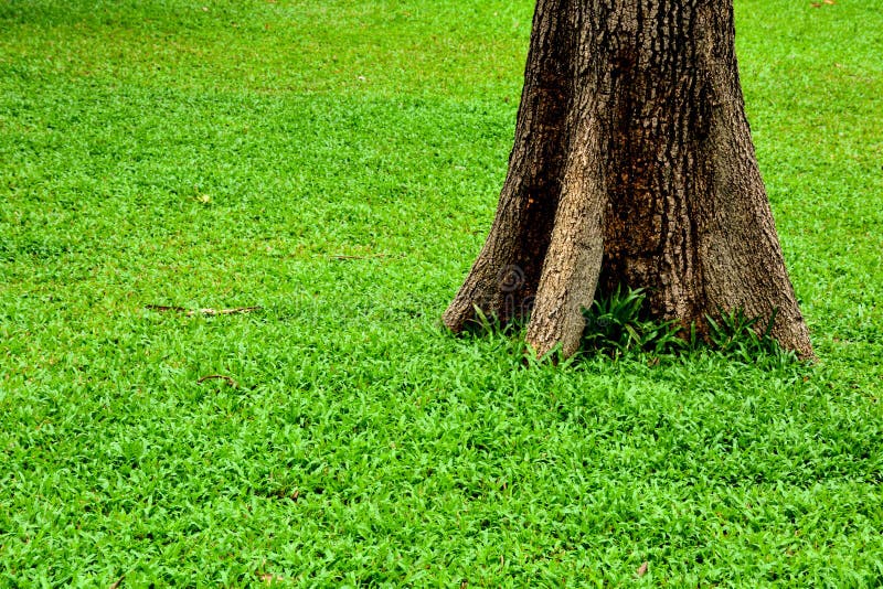 Tree base in the park. stock photo. Image of fresh, backdrop - 166658034