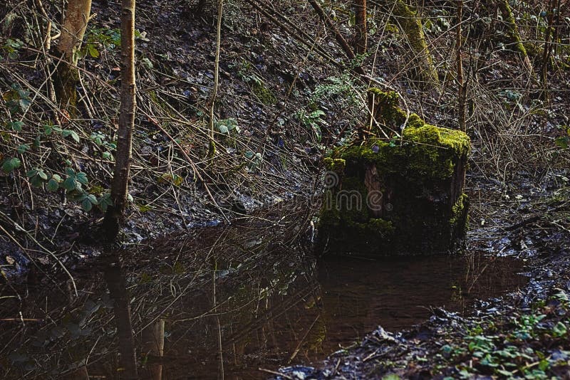 Tree Base in a Stream Green Fresh Moss Growing on it Stock Image ...
