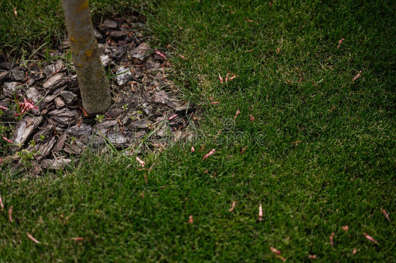 Tree Base Surrounded by Bark Mulch and Lush Green Grass in a Garden ...