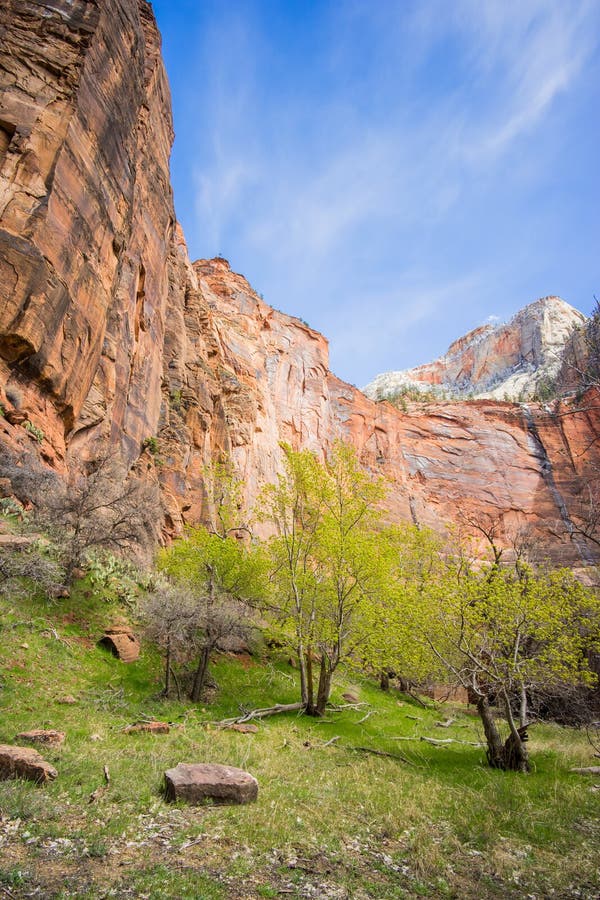 Zion National Park S Virgin River Stock Photo - Image of bushes, park ...