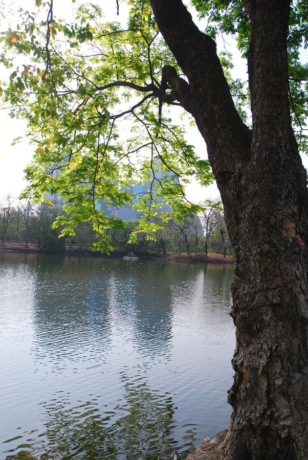 Tree with basin stock photo. Image of culture, morocco - 38402578