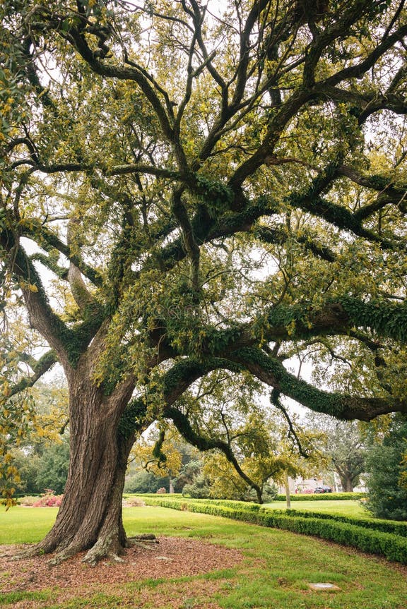 A Tree in Baton Rouge, Louisiana Stock Image - Image of city, tourism ...