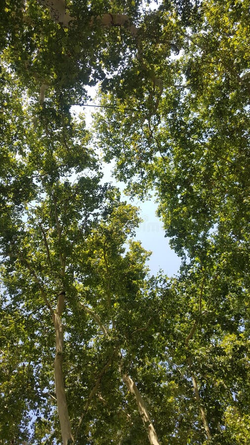 Tree baum green stock image. Image of baum, europe, trebinje - 99535917