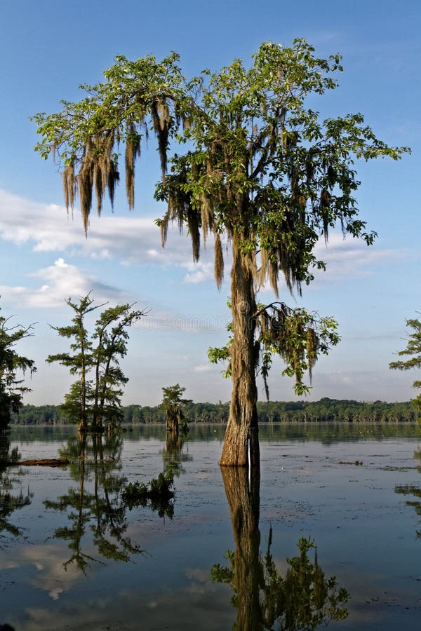 112 Swamp Tupelo Tree Stock Photos - Free & Royalty-Free Stock Photos ...