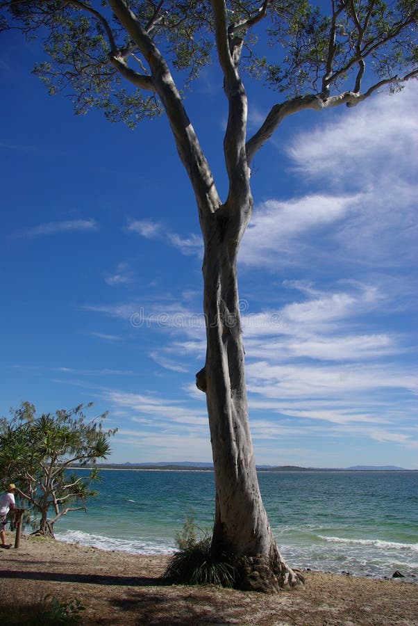Tree at the beach stock image. Image of good, chippy - 10847347